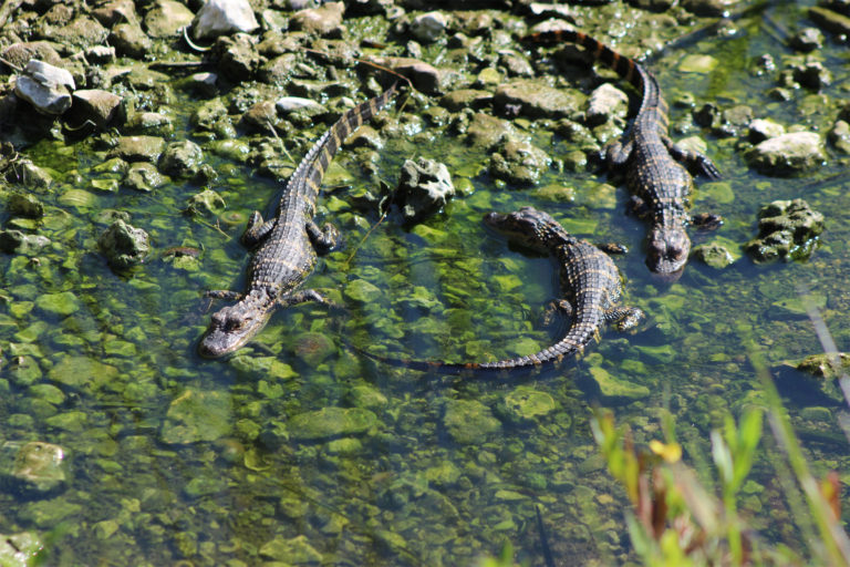 Recent Wildlife Sightings | Shark Valley Tram Tours